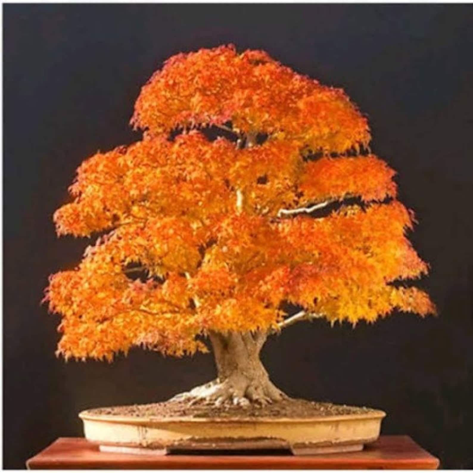 Shantung Maple Tree (acer Truncatum) Seeds - Etsy