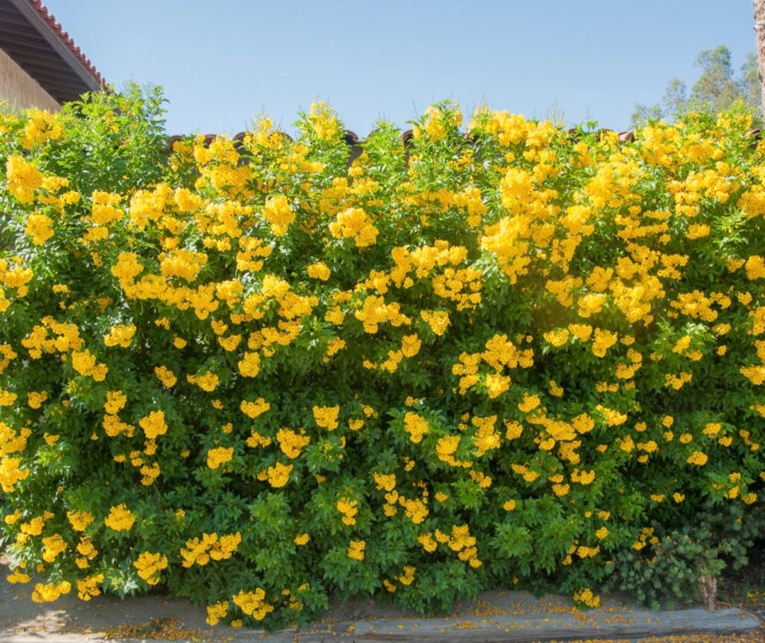 Yellow Trumpet Bush Plant (tecoma Stans) Seeds - Etsy