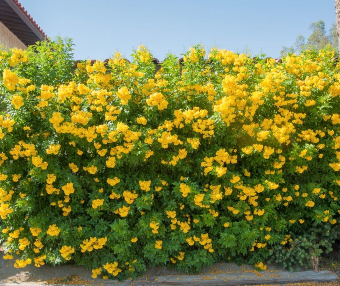 Yellow Trumpet Bush Plant tecoma Stans Seeds - Etsy