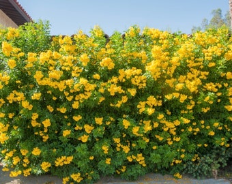 Texas Yellow Bell Bush, Gold Star Esperenza, Trumpet Flower, Yellow ...