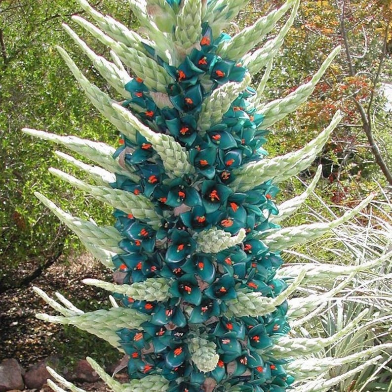 Sapphire Tower Plant (puya Alpestris) Seeds - Etsy