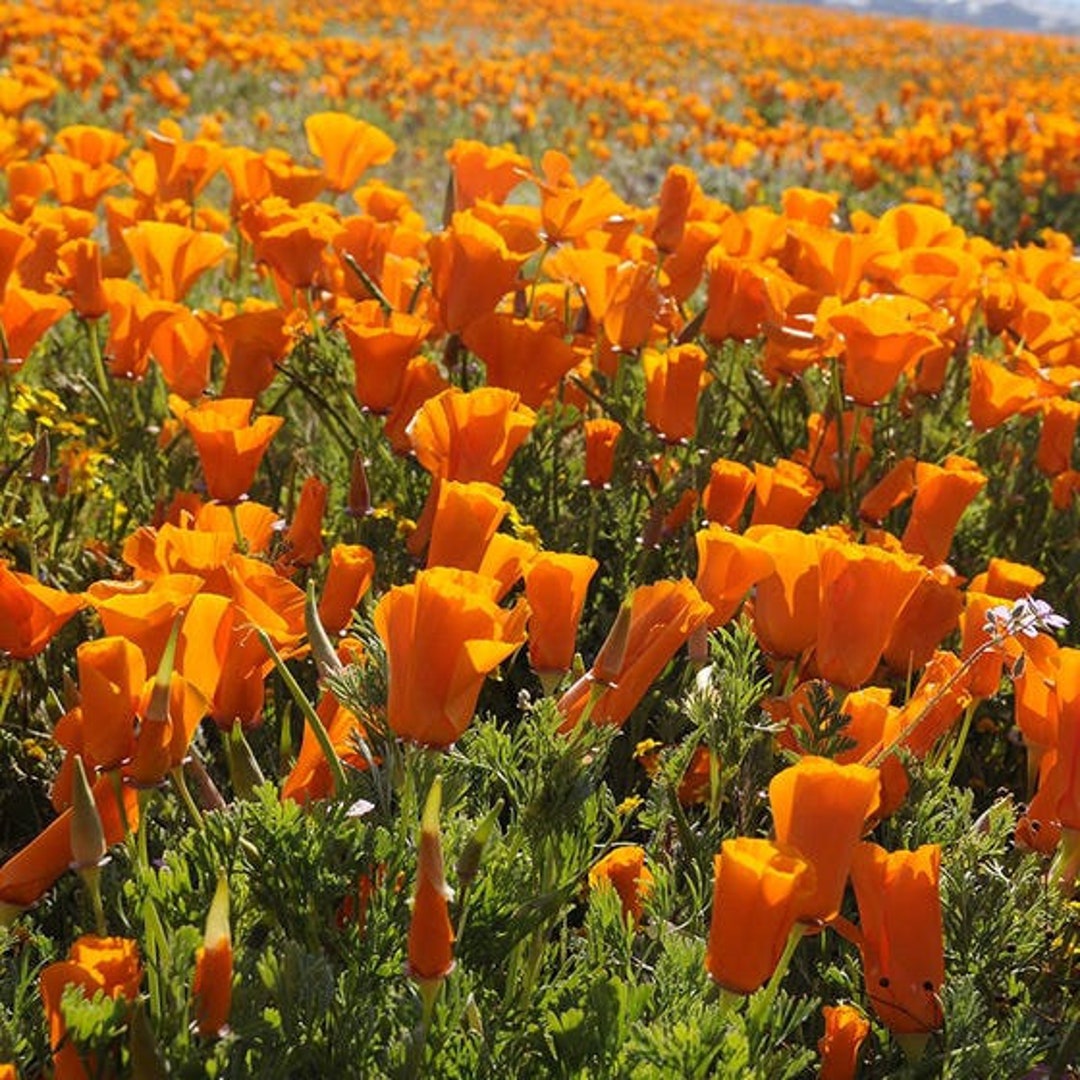 Golden California Poppy Flower (eschscholzia Californica) Seeds - Etsy
