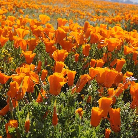 Golden California Poppy Flower eschscholzia Californica - Etsy