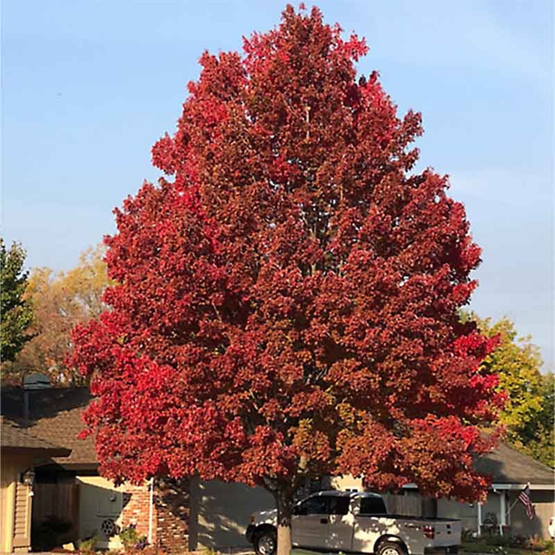 Trident Maple Tree (acer Buergerianum) Seeds - Etsy