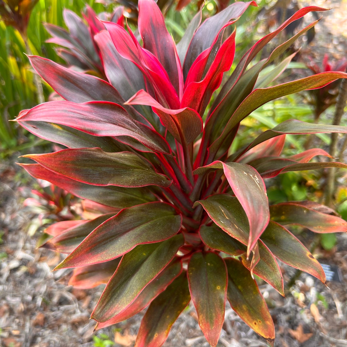 Red Hawaiian Compacta Cordyline Ti Plant Seeds - Etsy
