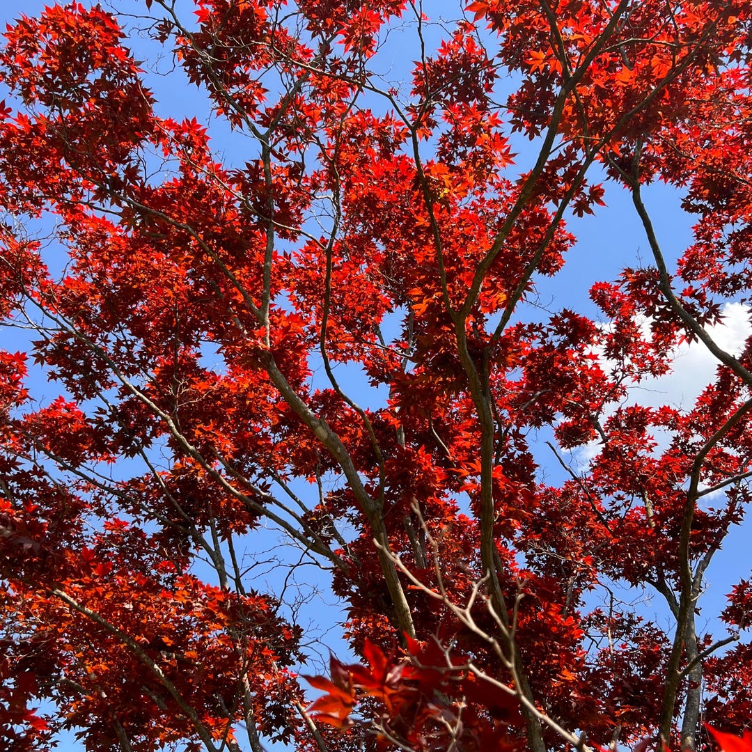 Shojo Japanese Maple Tree (acer Palmatum 'shojo') Seeds - NEW FOR FALL ...