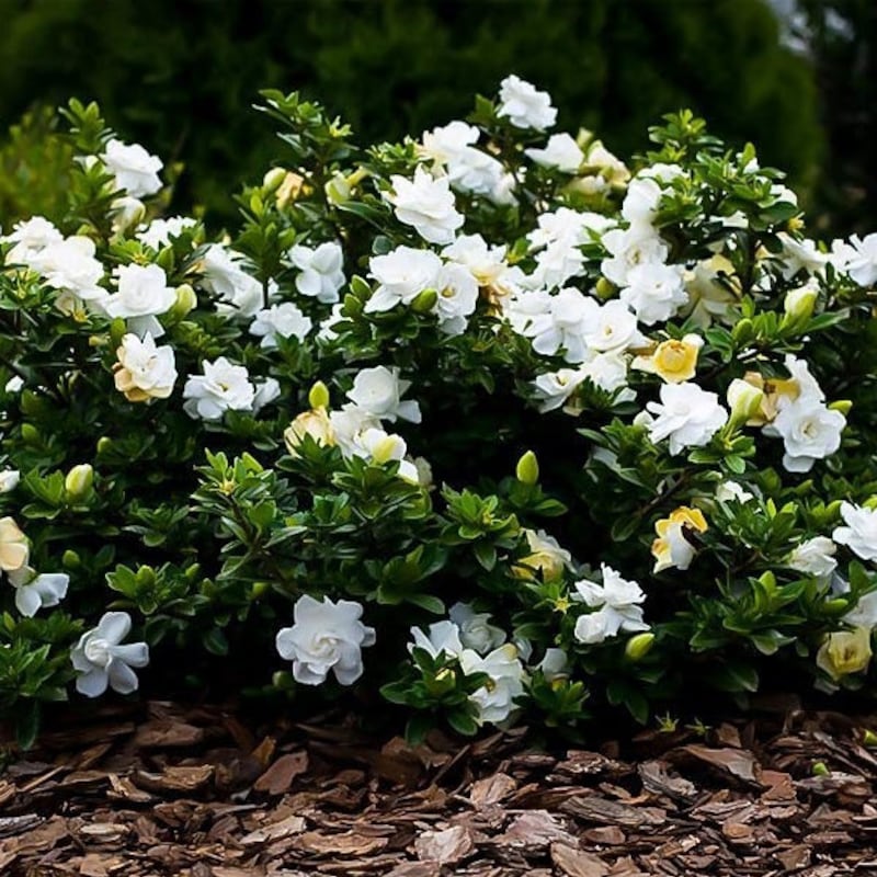 Live jasmine plant indoor - Etsy France