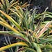 Sherbert Cordyline Ti Plant Seeds - Etsy