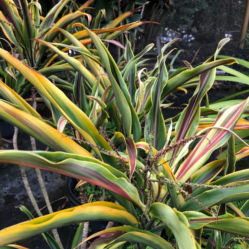 Sherbert Cordyline Ti Plant Seeds - Etsy