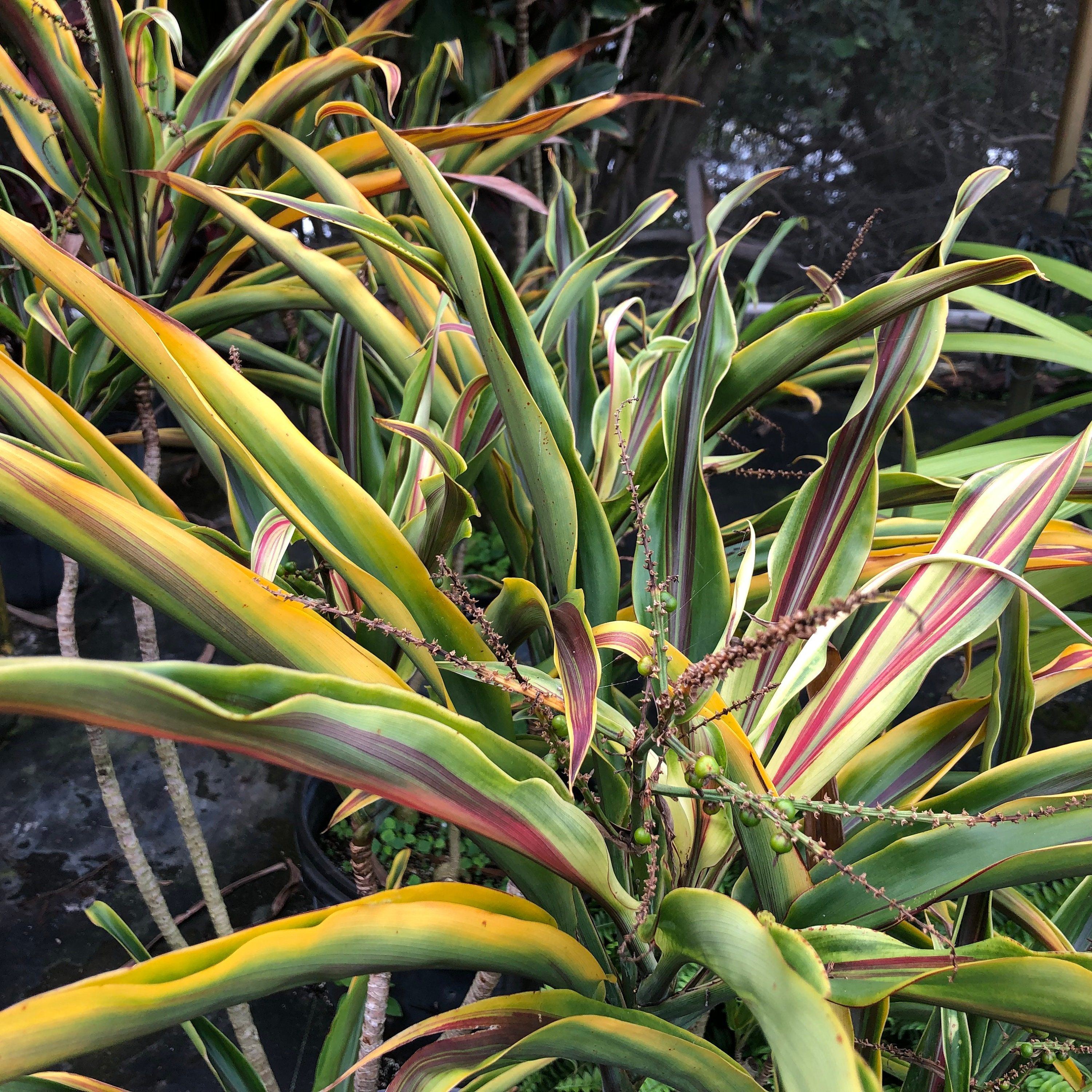 Sherbert Cordyline Ti Plant Seeds - Etsy