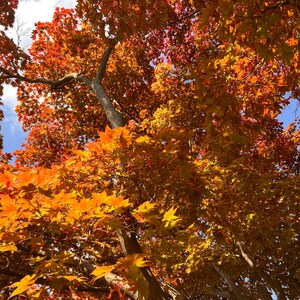 Oshio-beni Japanese Maple Tree (acer Palmatum 'oshio-beni') Seeds - NEW ...