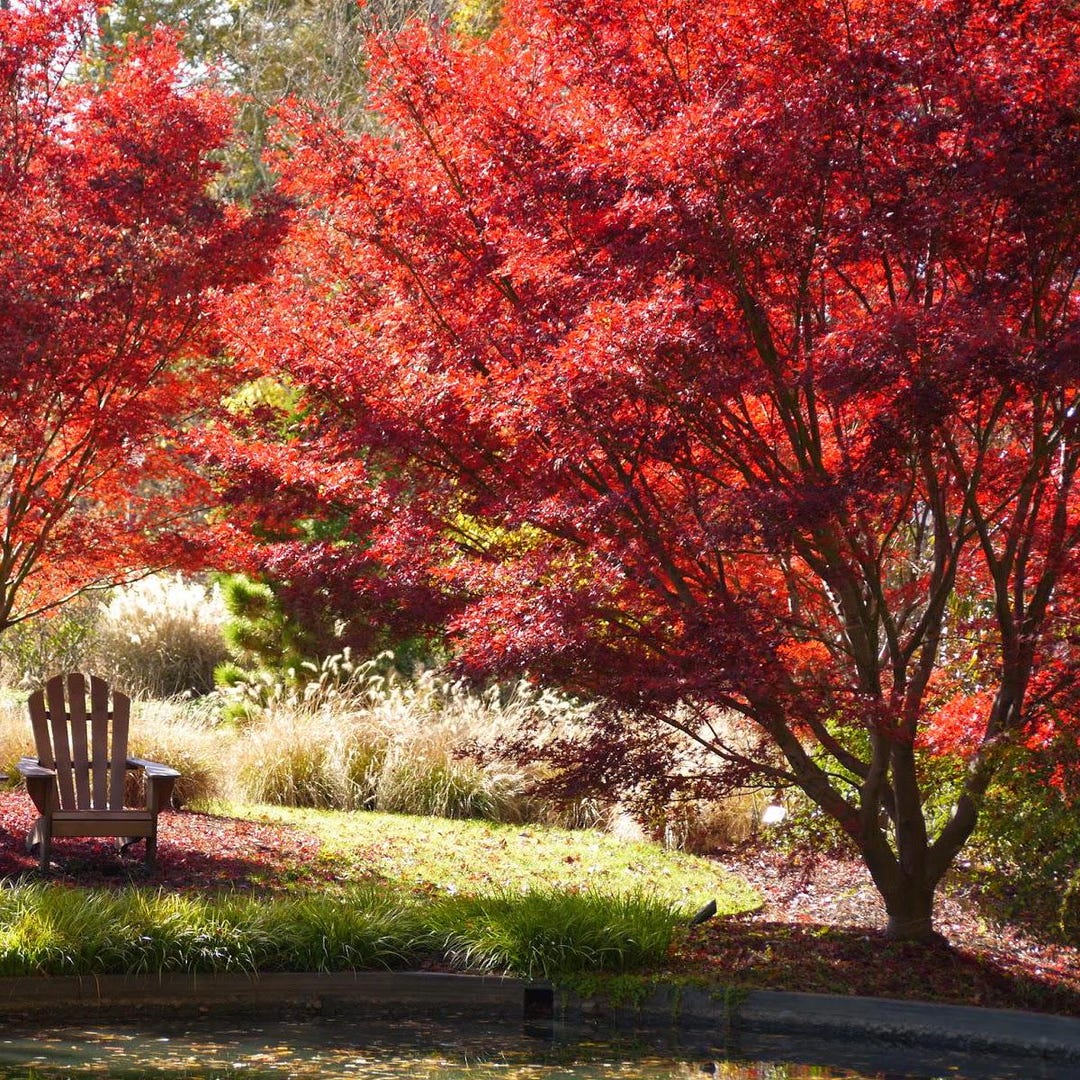 Sherwood Flame Japanese Maple Tree (acer Palmatum 'sherwood Flame ...