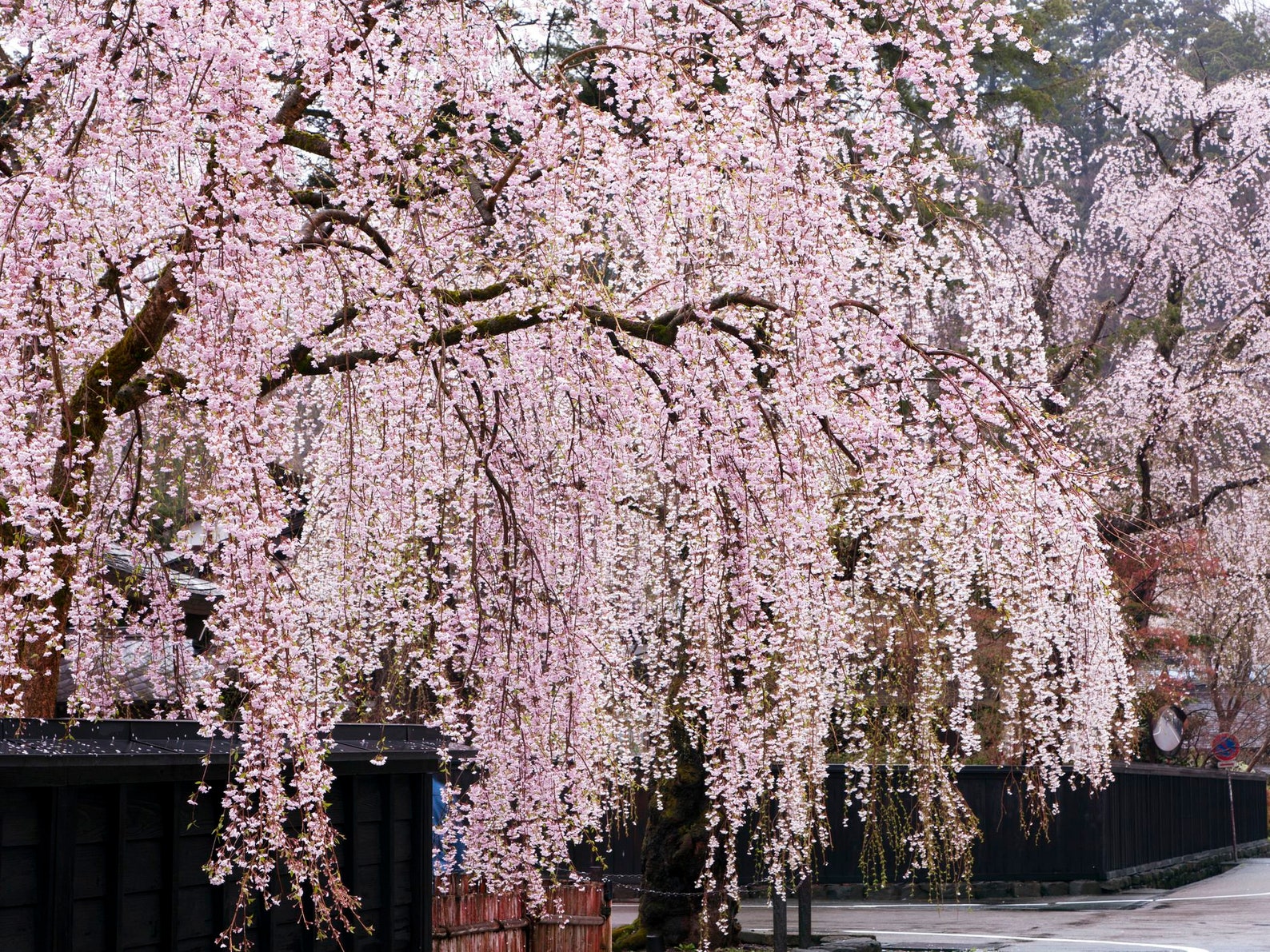 Weeping Yoshino Japanese Flowering Cherry Tree (prunus Yeodensis ...