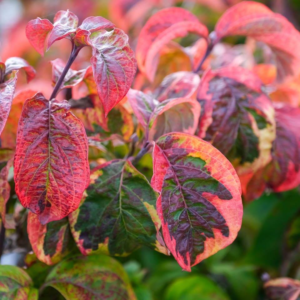 Cherokee Sunset Flowering Dogwood Tree (cornus Florida 'cherokee Sunset ...