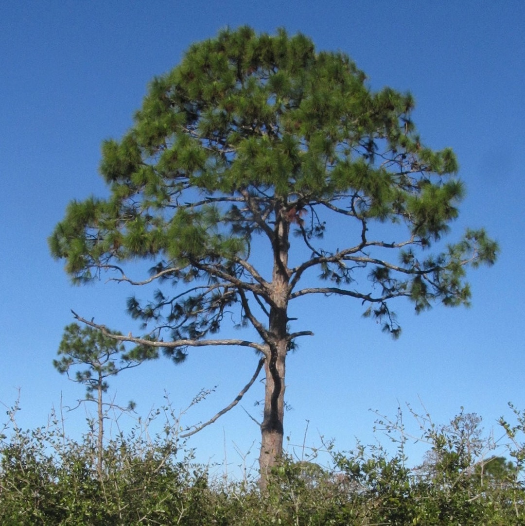 Slash Pine Tree