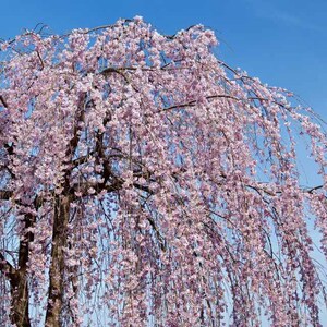 Weeping Yoshino Japanese Flowering Cherry Tree (prunus Yeodensis ...