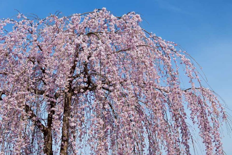 Weeping Yoshino Japanese Flowering Cherry Tree (prunus Yeodensis ...