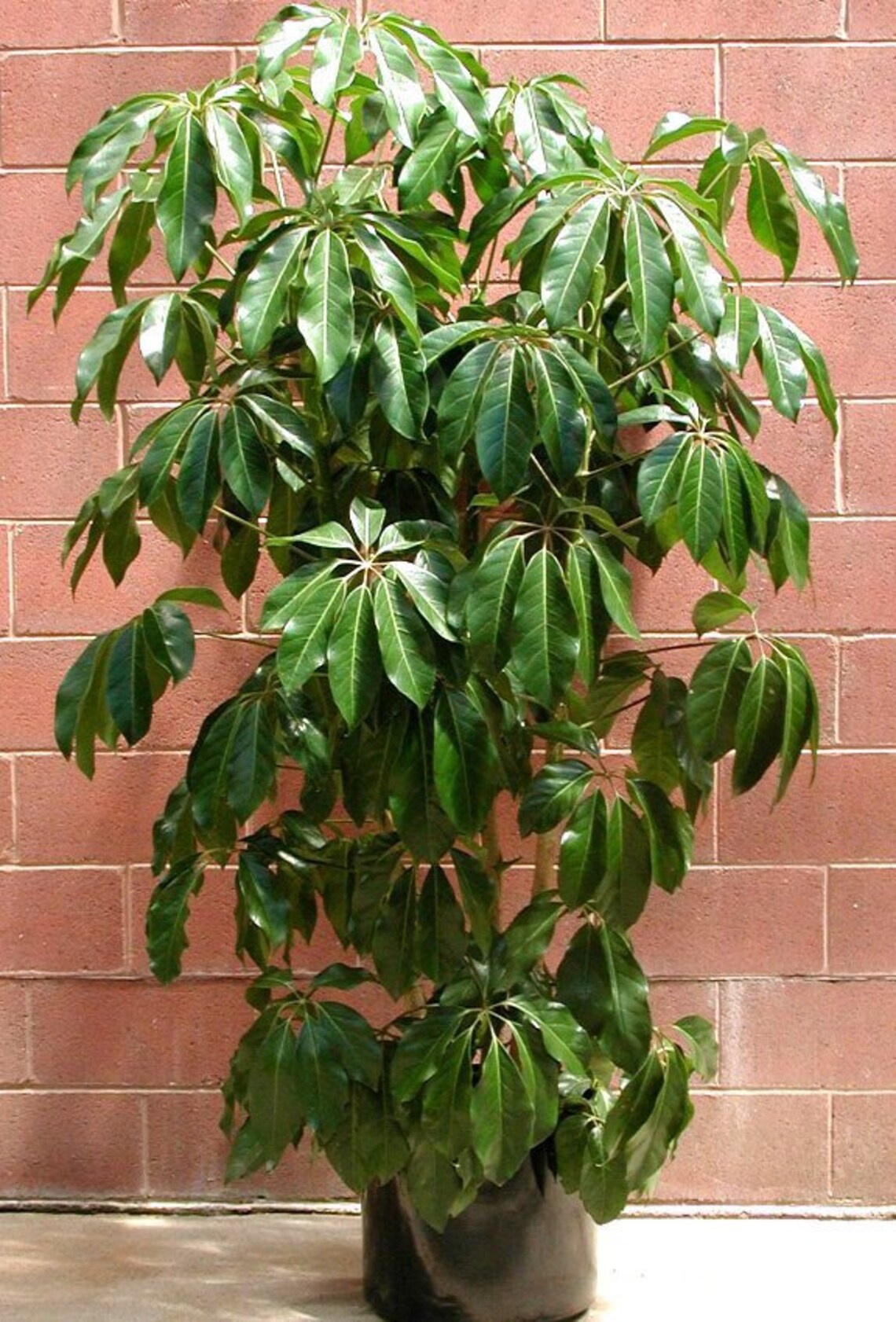 Umbrella octopus Tree schefflera Actinophylla - Etsy