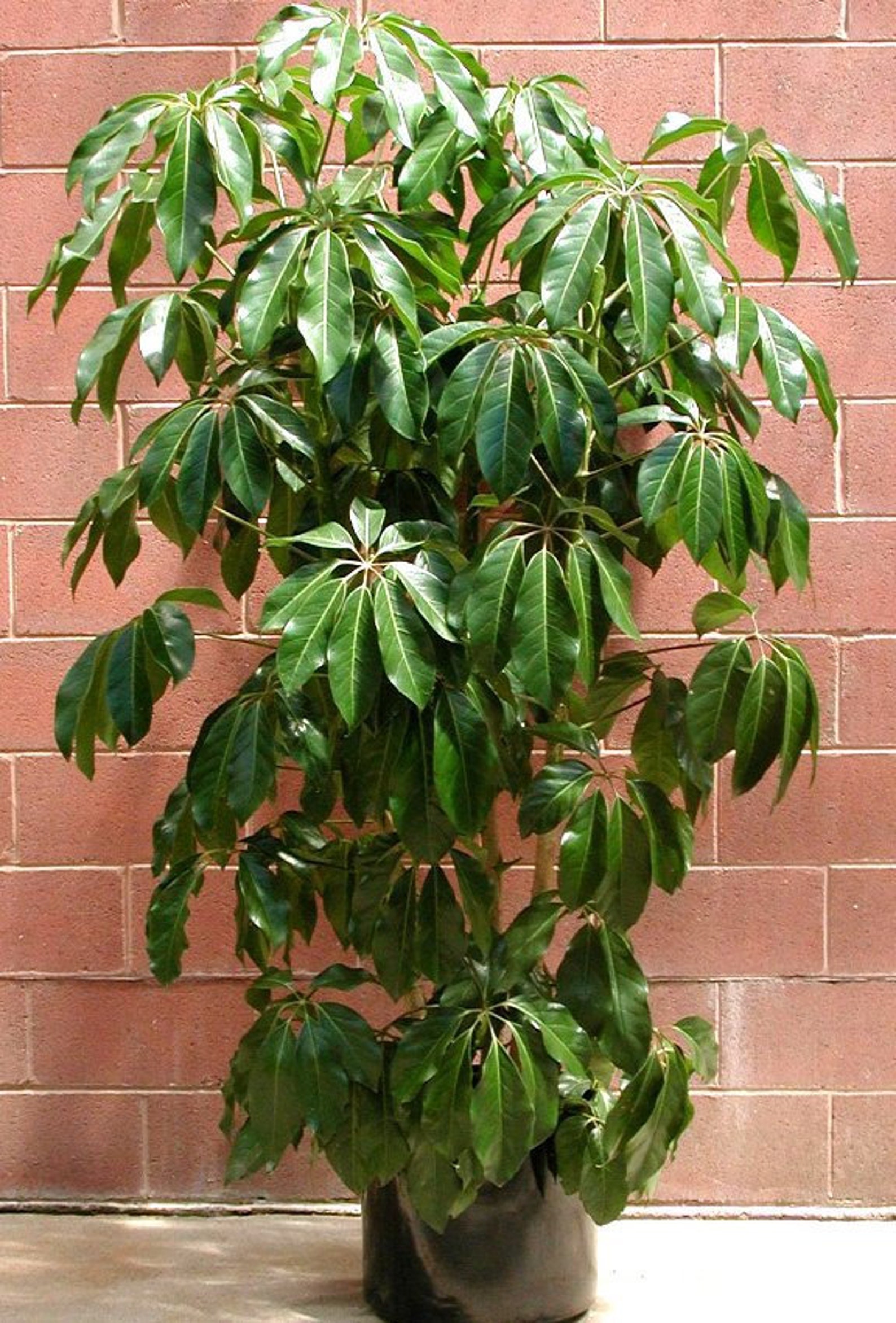 Umbrella "octopus" Tree (schefflera Actinophylla) Seeds - Etsy