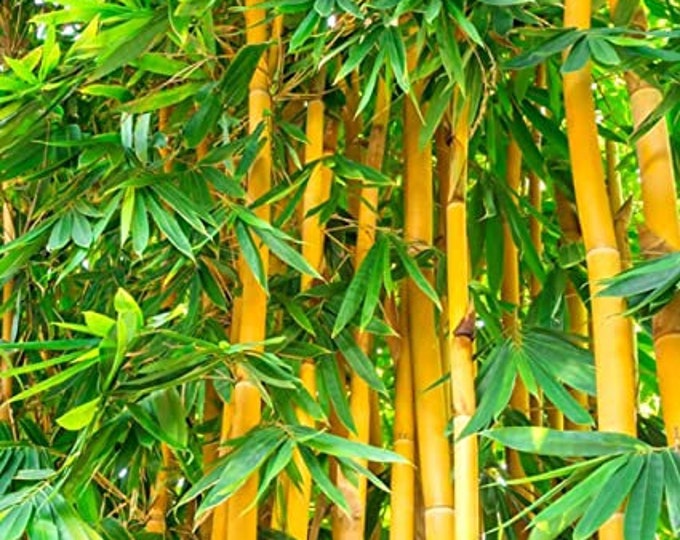 Golden Hawaiian Bamboo **NON-INVASIVE, CLUMPING** - Etsy