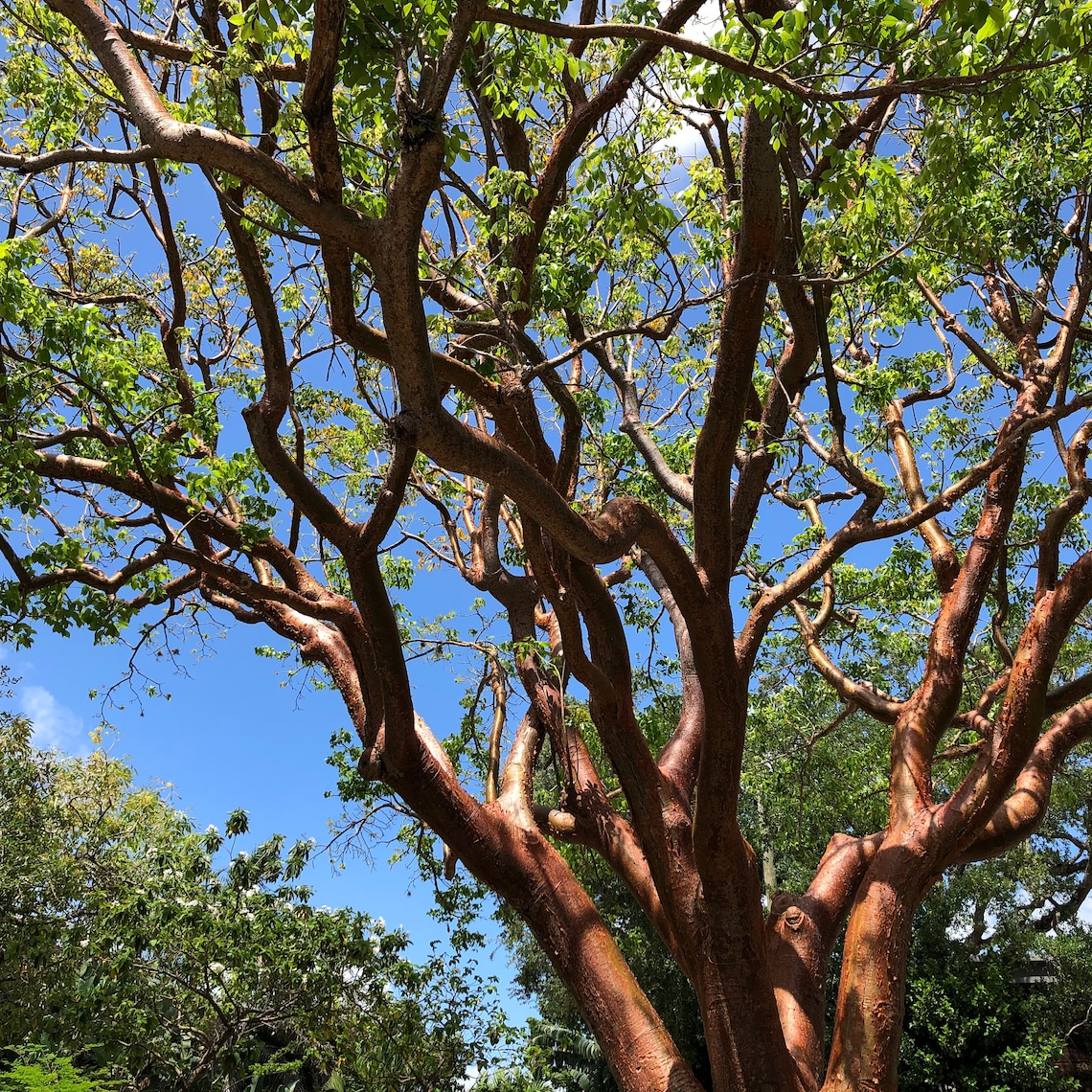 Gumbo Limbo tourist Tree bursera Simaruba Seeds - Etsy