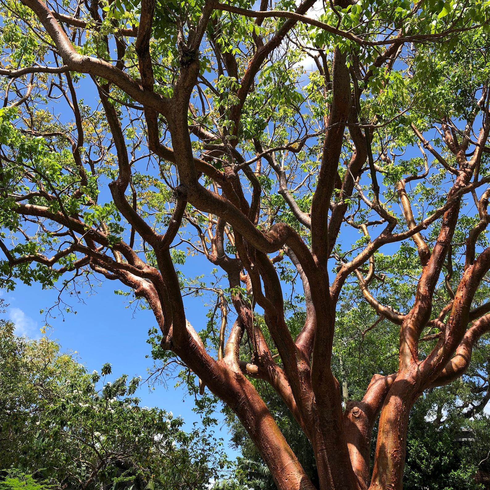 Gumbo Limbo tourist Tree bursera Simaruba Seeds - Etsy Australia