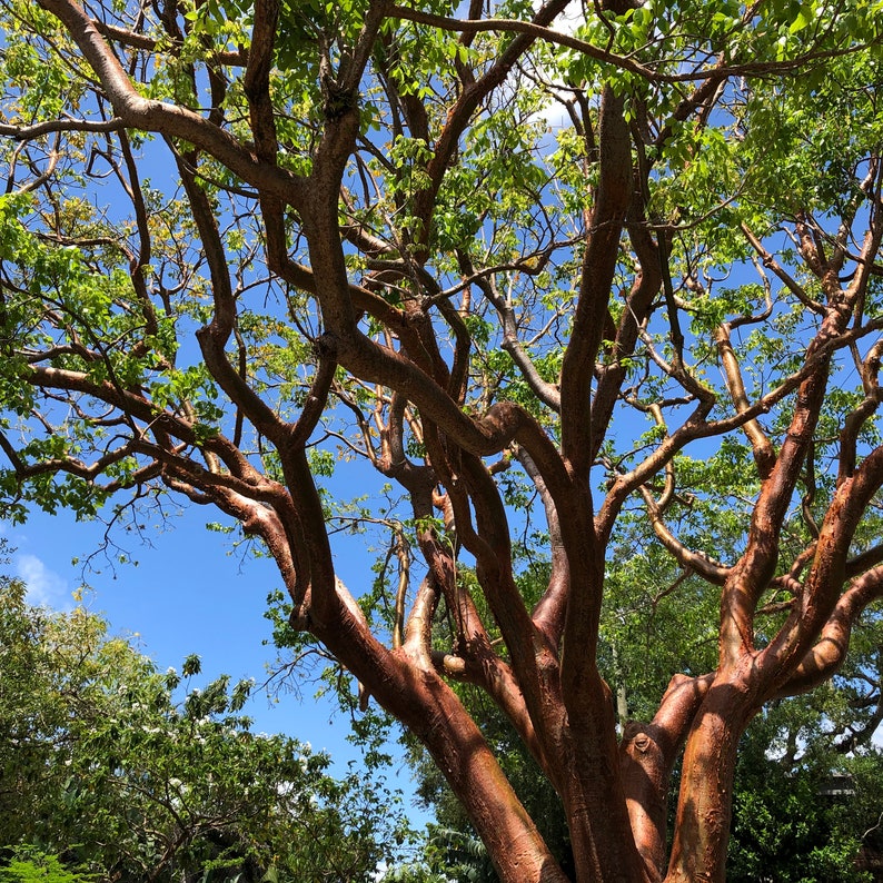 Gumbo Limbo "tourist" Tree (bursera Simaruba) Seeds - Etsy