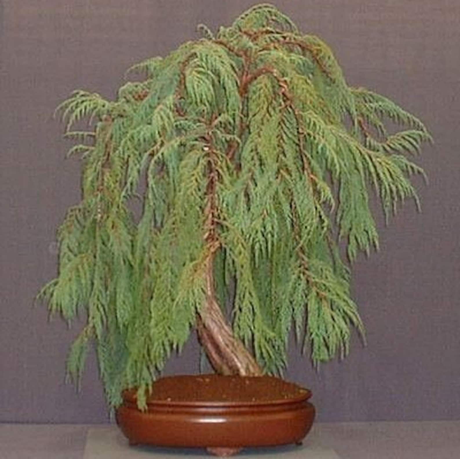 Darjeeling (kashmir) Cypress Tree (cupressus Darjeelingensis) Seeds - Etsy