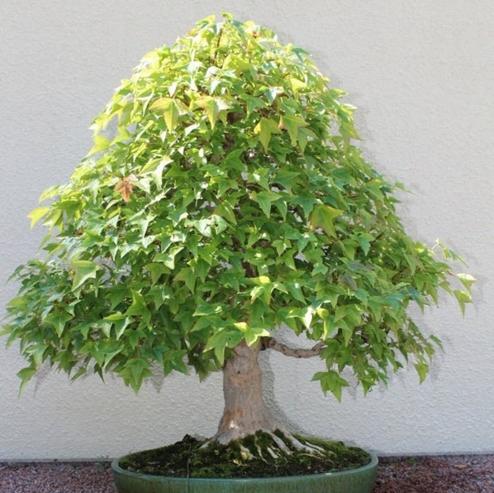 Trident Maple Tree (acer Buergerianum) Seeds - Etsy