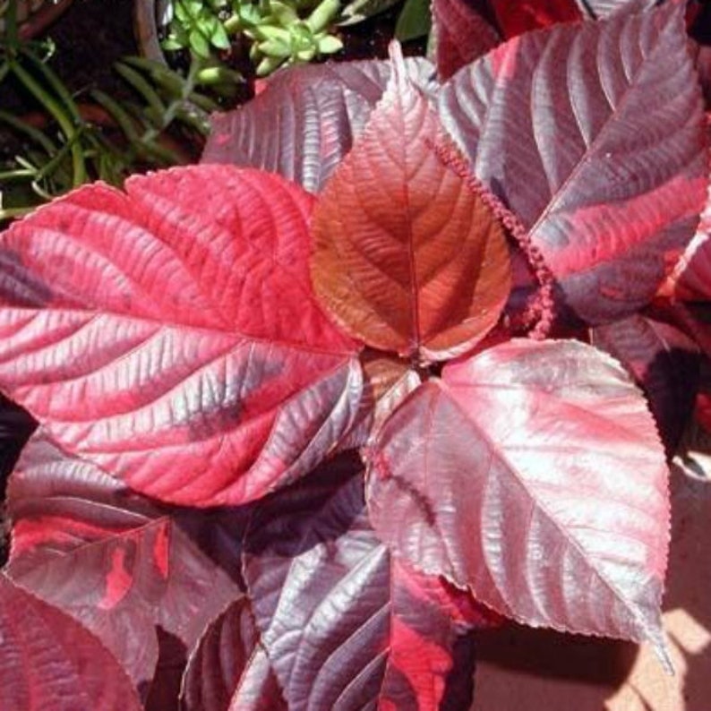 Copperleaf jacob's Coat Plant acalypha - Etsy Canada