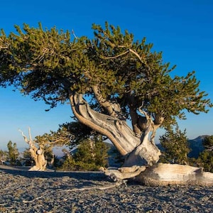 Bristlecone Pine Tree (pinus Longaeva 'great Basin') Seeds - VERY RARE ...