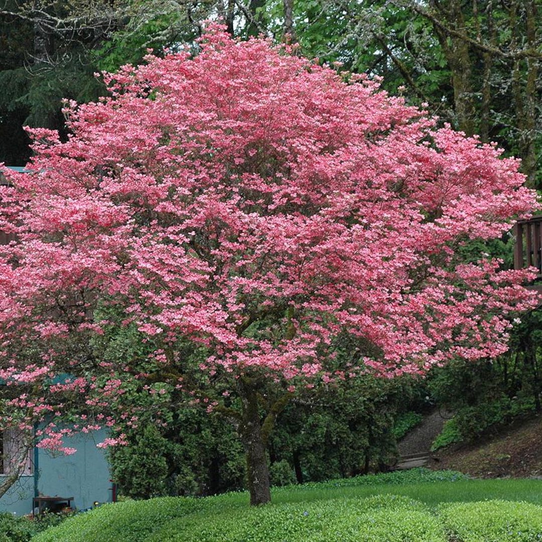 Cherokee Brave Flowering Dogwood Tree (cornus Florida 'cherokee Brave ...