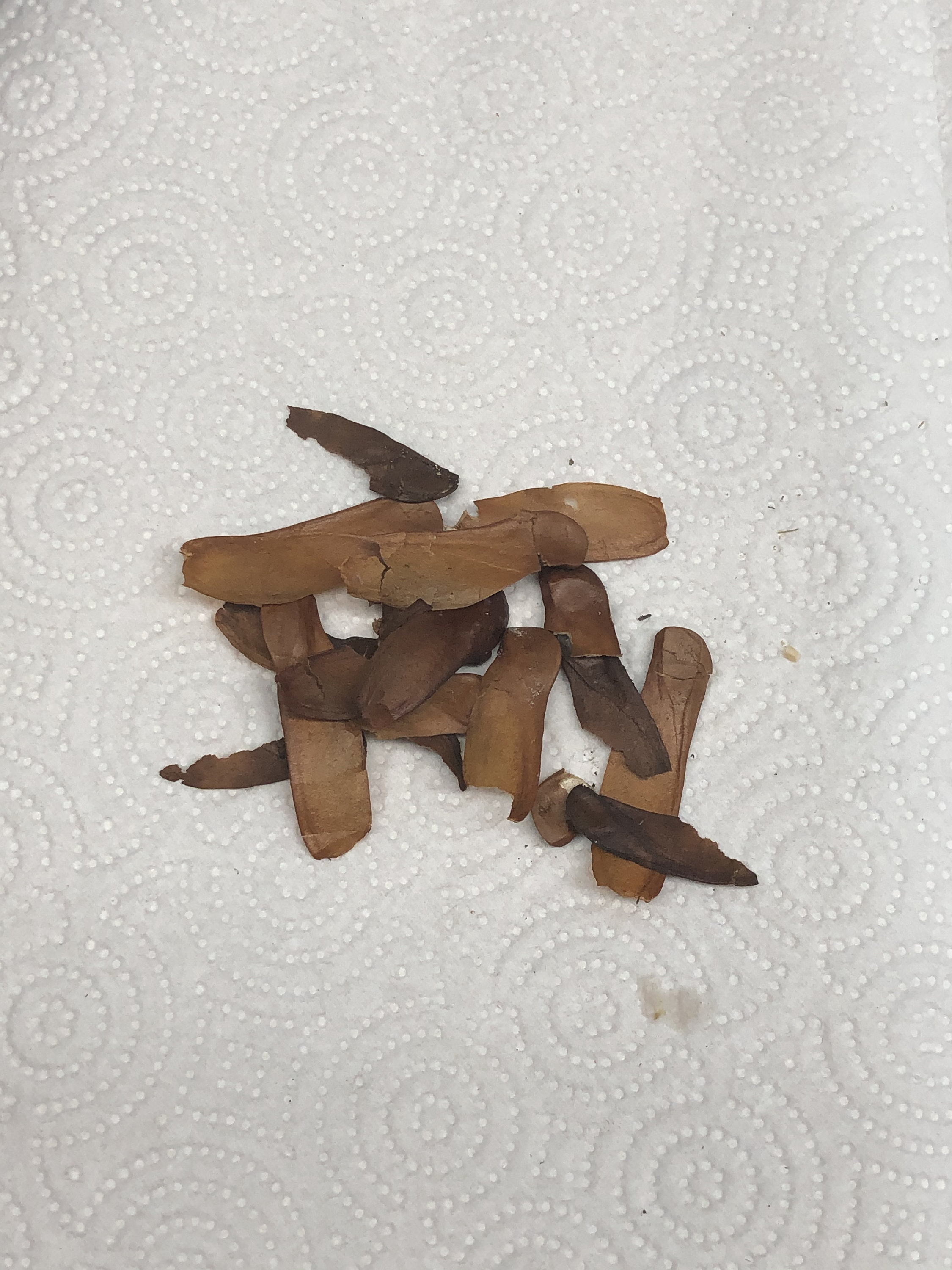 Semillas de árbol de caoba Swietenia Mahogoni - Etsy México