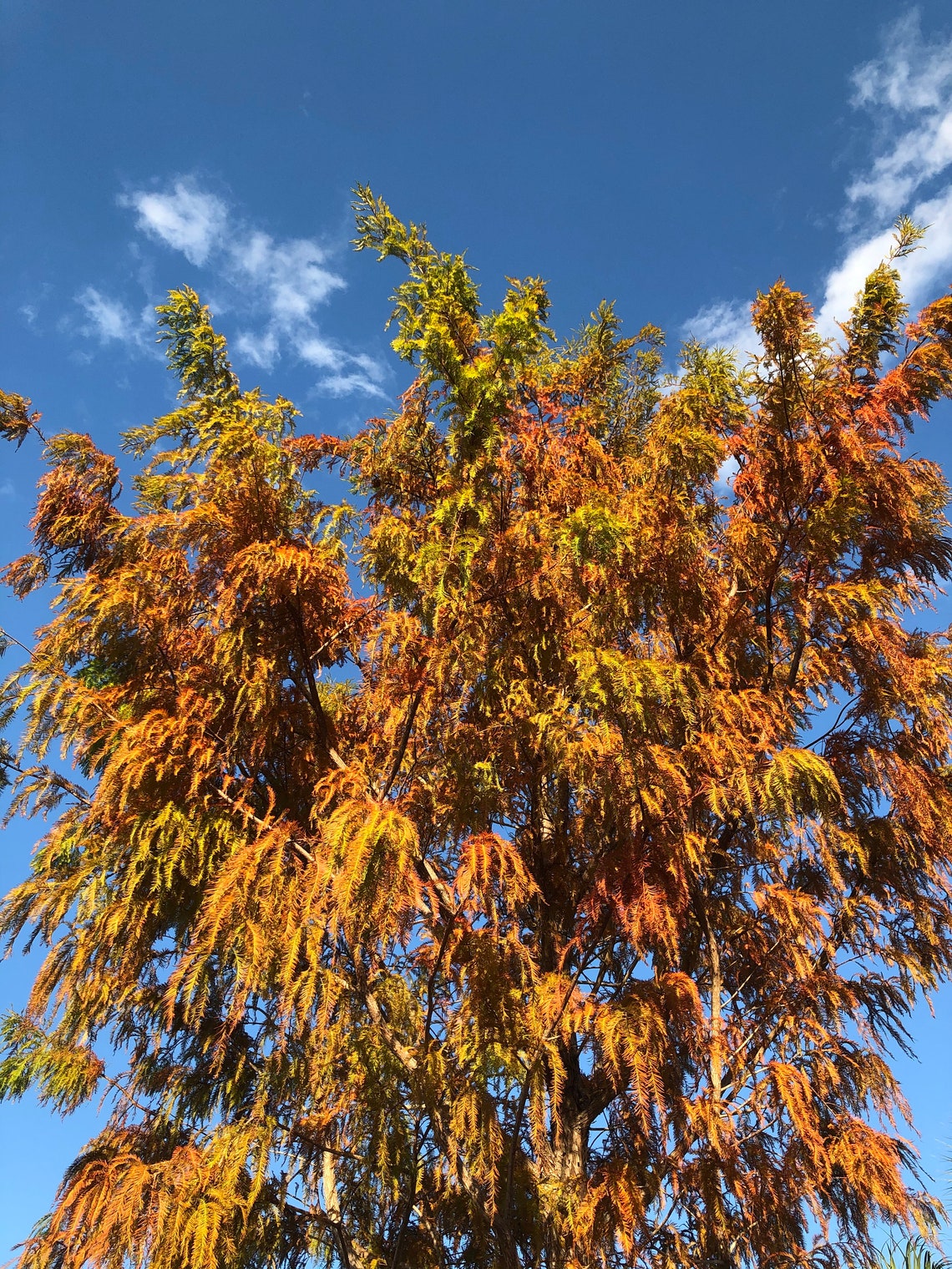 Bald Cypress Tree taxodium Distichum Seeds - Etsy