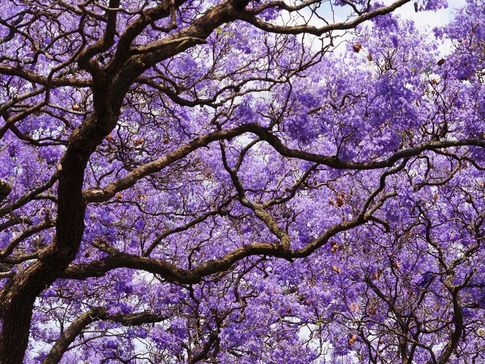 Blue Jacaranda Tree (jacaranda Mimosaefolia) Seeds - Etsy