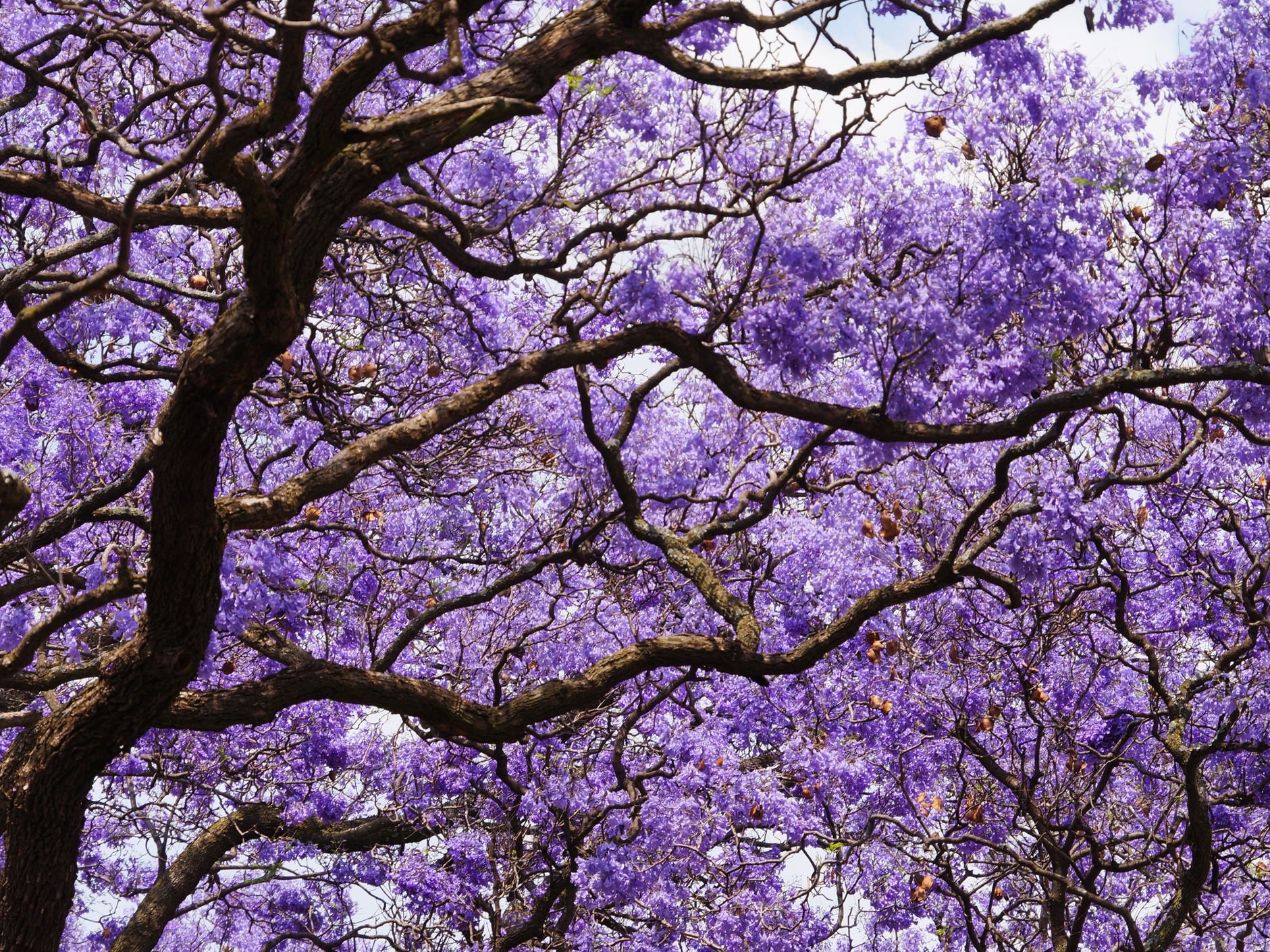 Blue Jacaranda Tree jacaranda Mimosaefolia Seeds - Etsy
