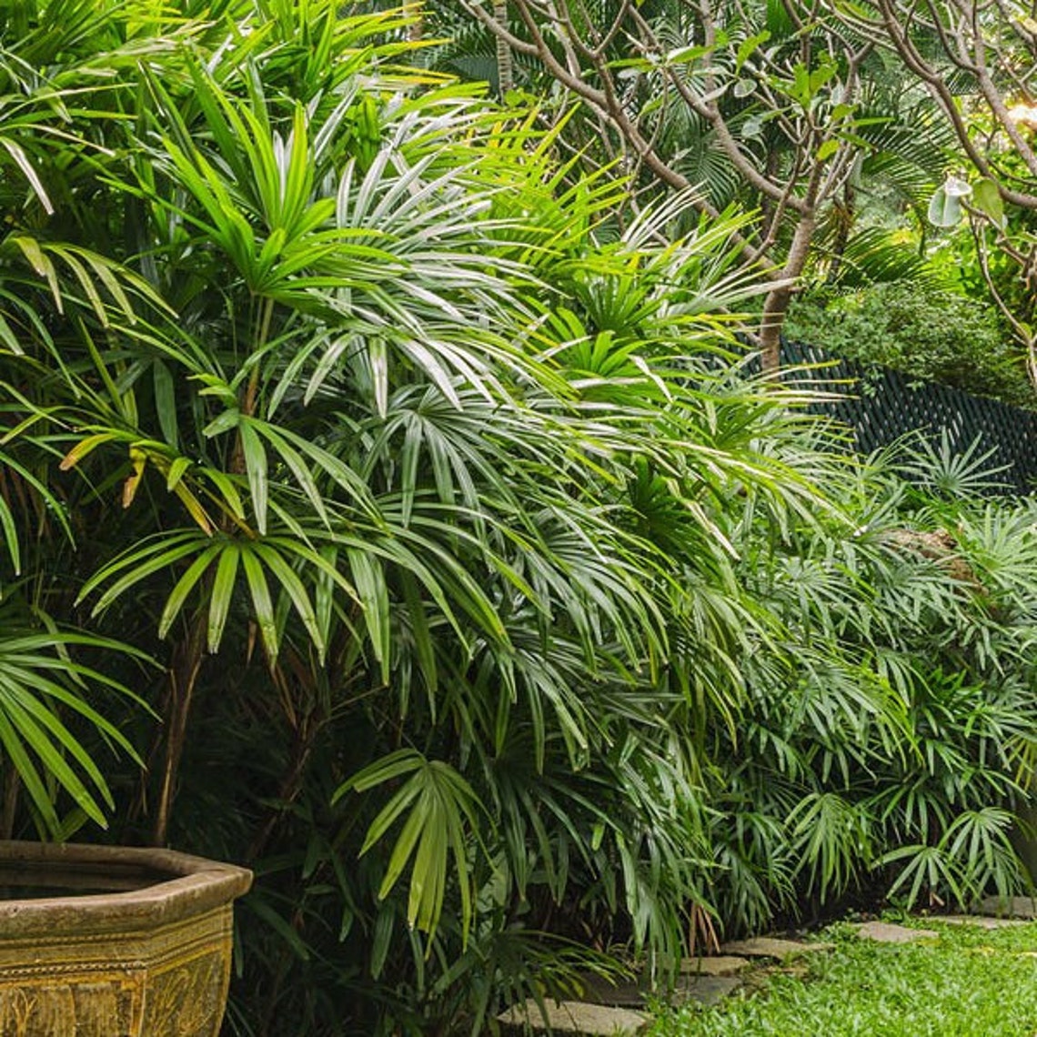 Lady Palm Tree (rhapis Excelsa) Seeds - Etsy
