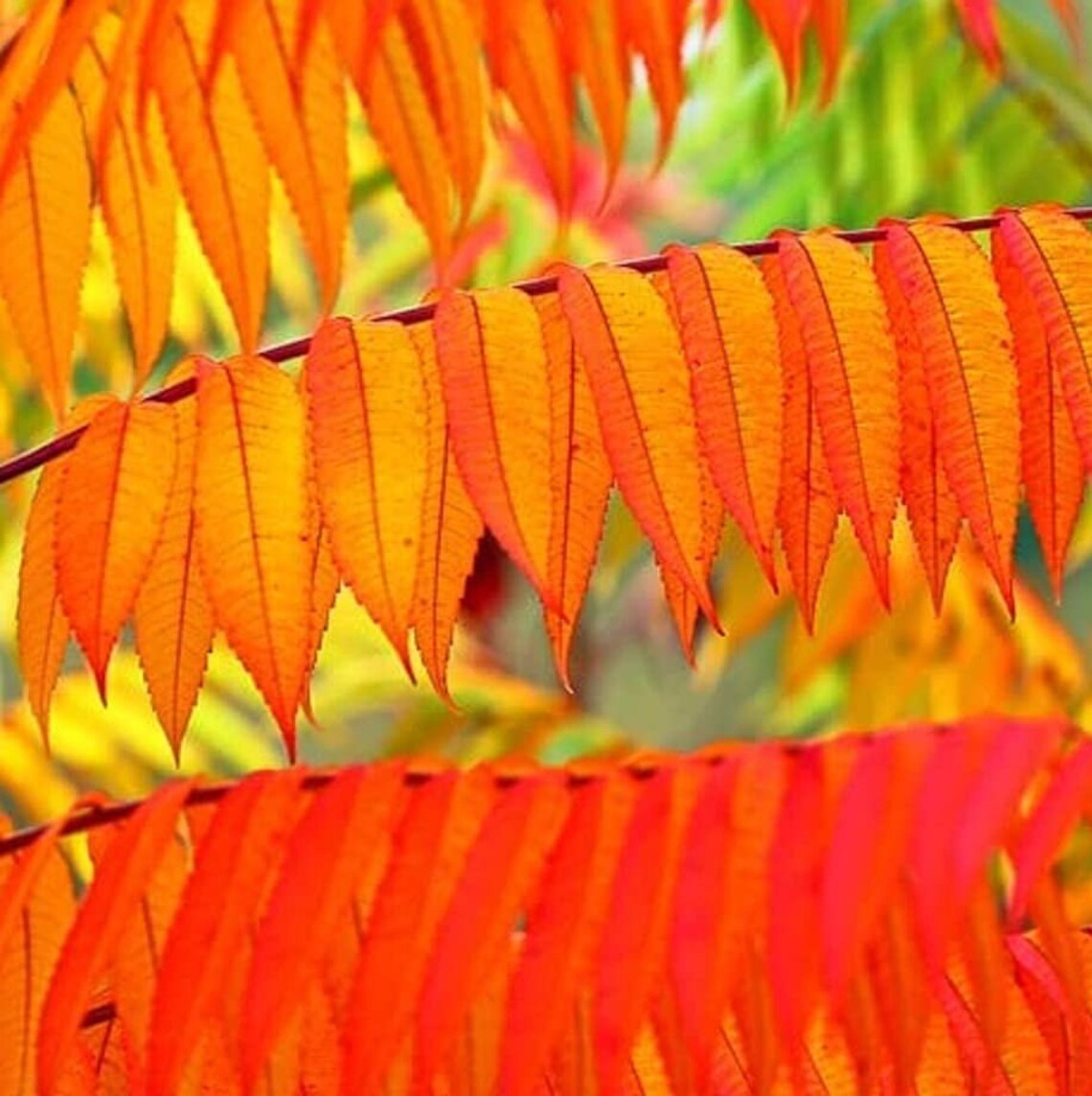 Flameleaf Sumac Tree rhus Lanceolata Seeds - Etsy