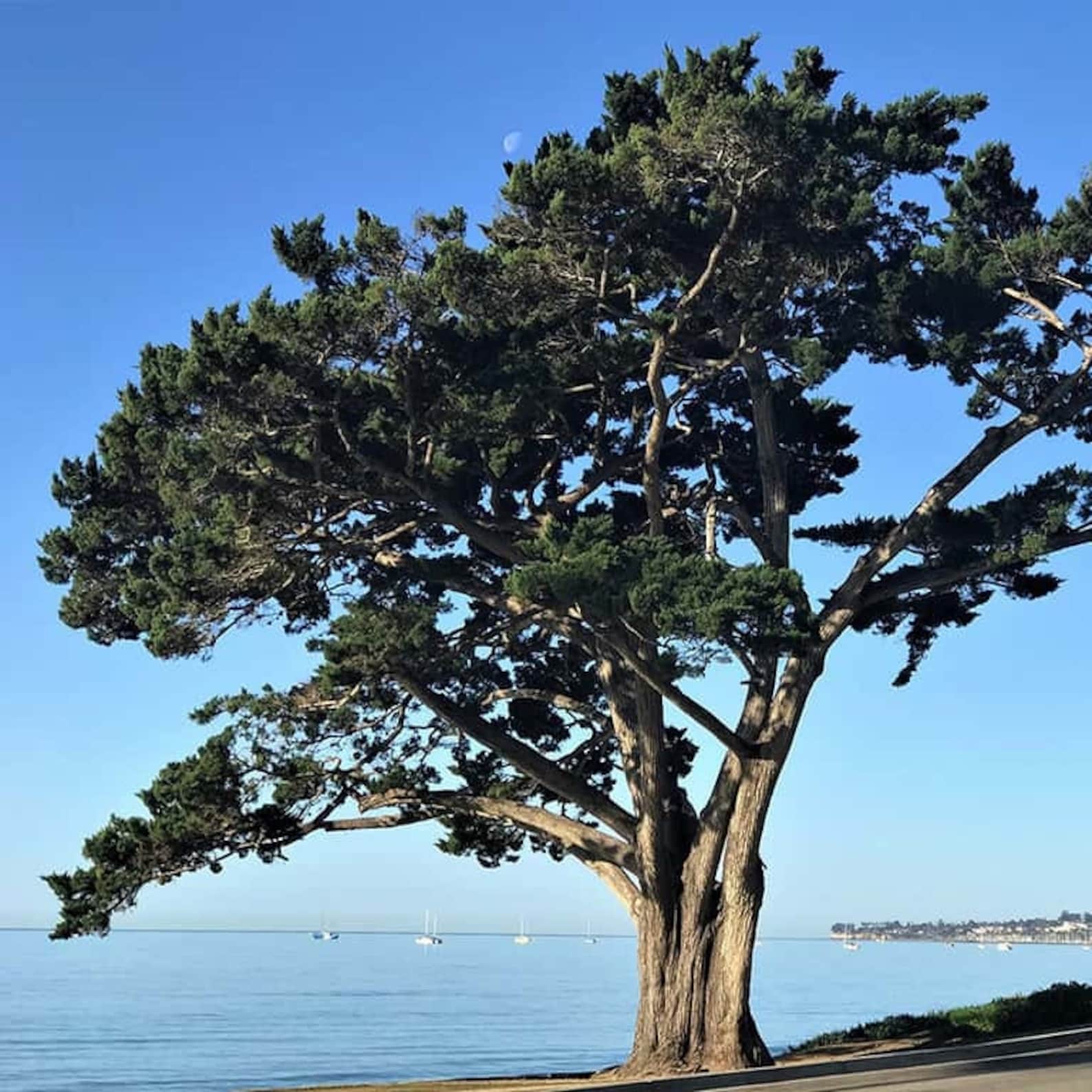Monterey Cypress Tree (cupressus Macrocarpa) Seeds - Etsy