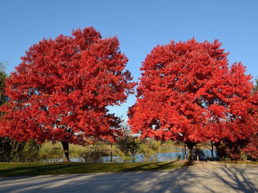 Red Maple Tree (acer Rubrum) Seeds - Southern Variety - Etsy
