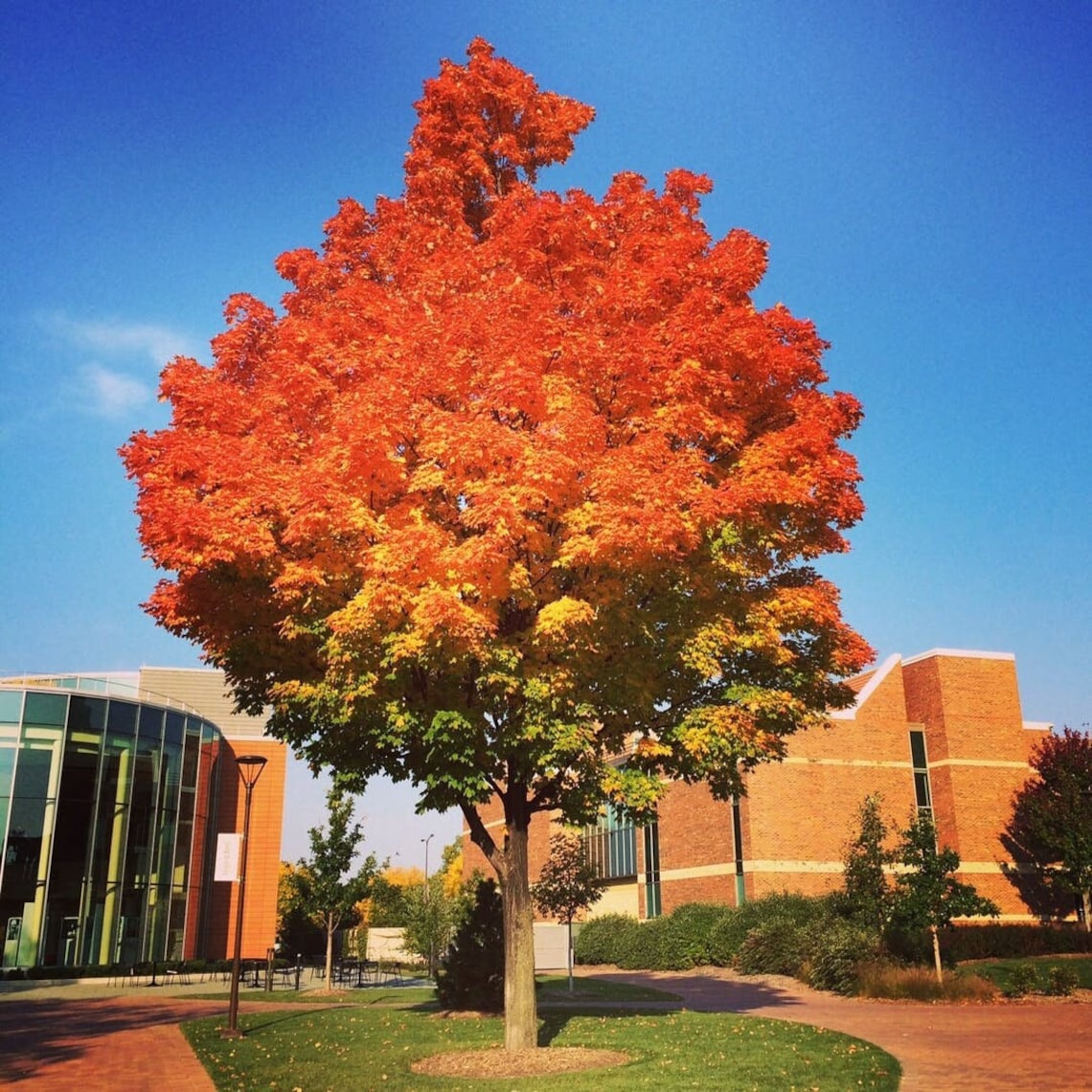 Shantung Maple Tree (acer Truncatum) Seeds - Etsy