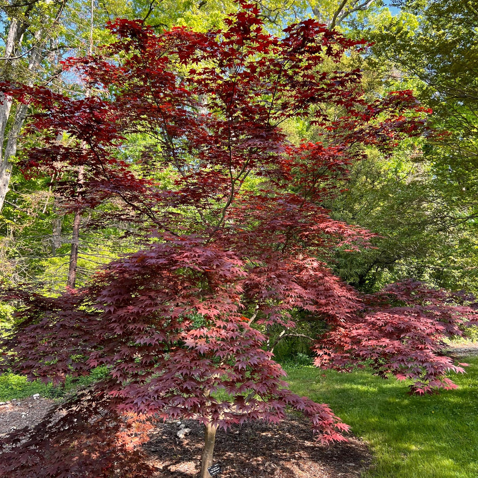Super Bloodgood Japanese Maple Tree (acer Palmatum 'super Bloodgood ...