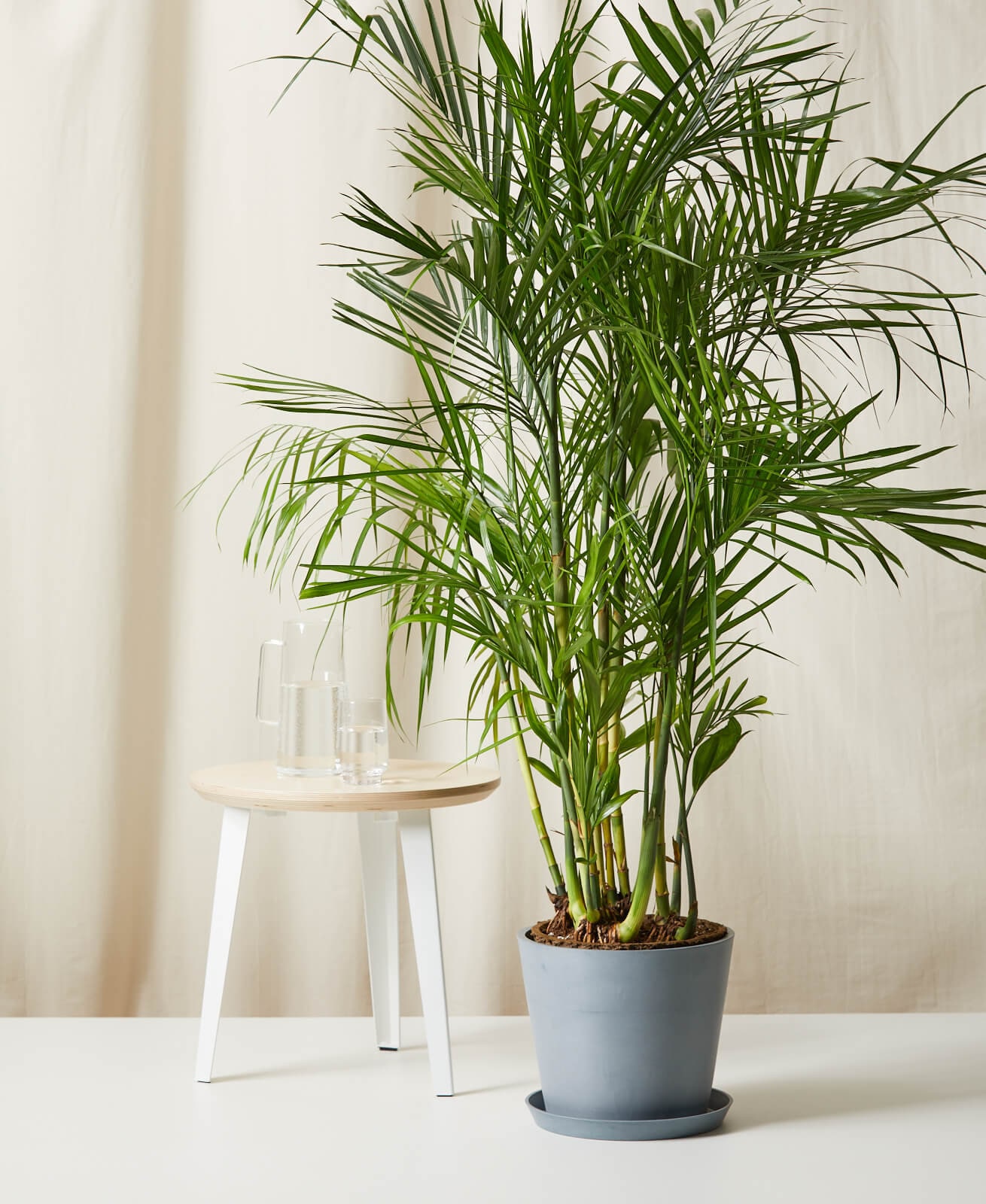 Bamboo Palm Tree (chamaedorea Seifrizii) Seeds - LIMITED BATCH - Etsy