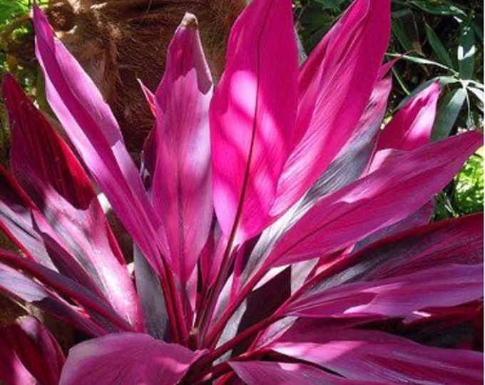 Hawaii's SASSY PINK Ti Leaf, Cordyline Fruticosa. Vibrant Pink Ti Leaf ...