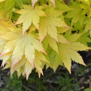 Summer Gold Japanese Maple Tree (acer Palmatum 'summer Gold') Seeds ...