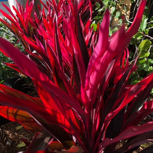 Florica Hawaiian Cordyline Ti Plant Seeds - Etsy