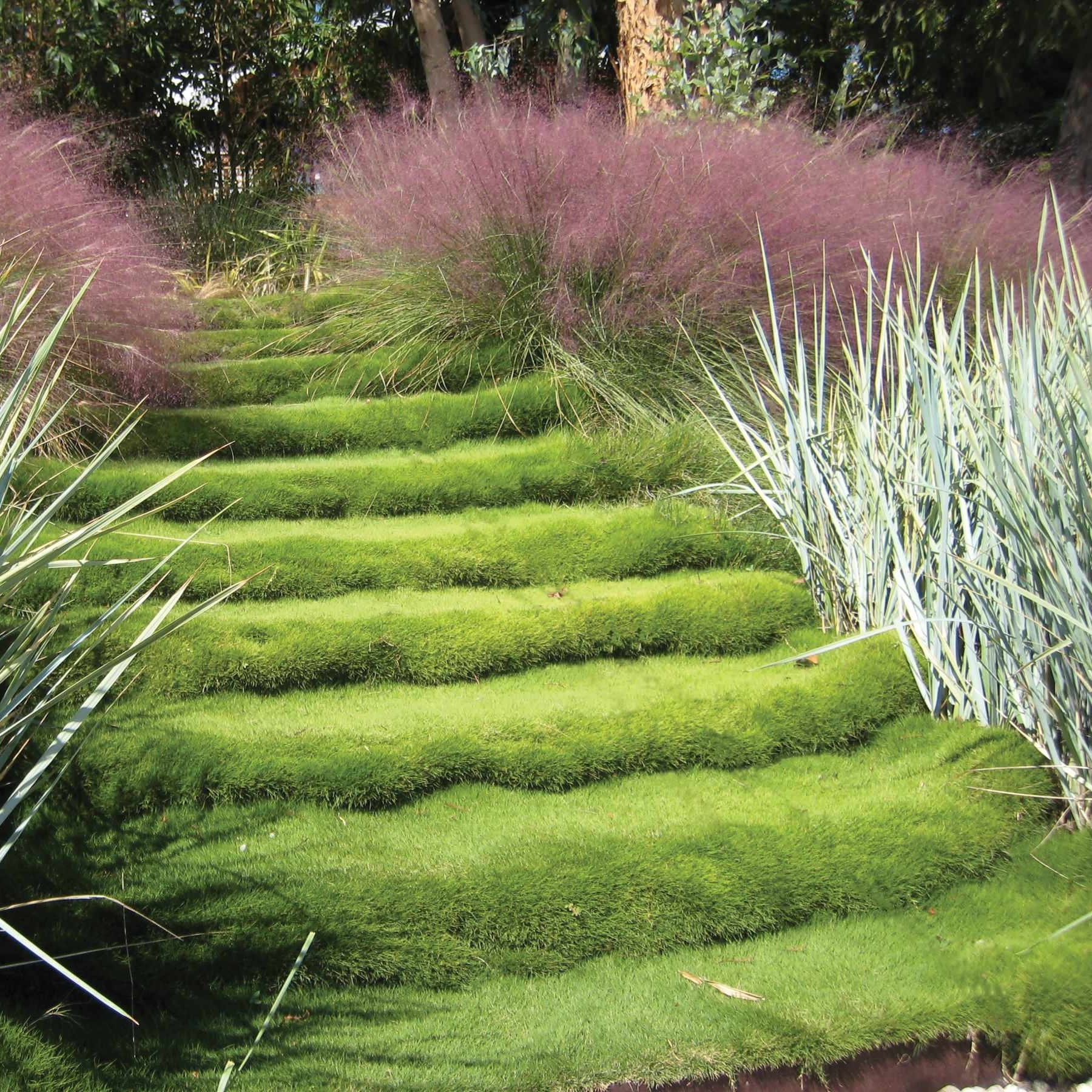 Korean Zoysia Ornamental Grass Zoysia Japonica Seeds Etsy