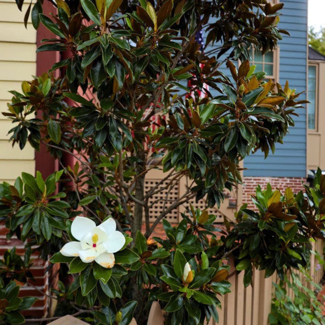 Southern Magnolia 'baldwin' Tree (magnolia Grandiflora) Seeds - NEW FOR ...