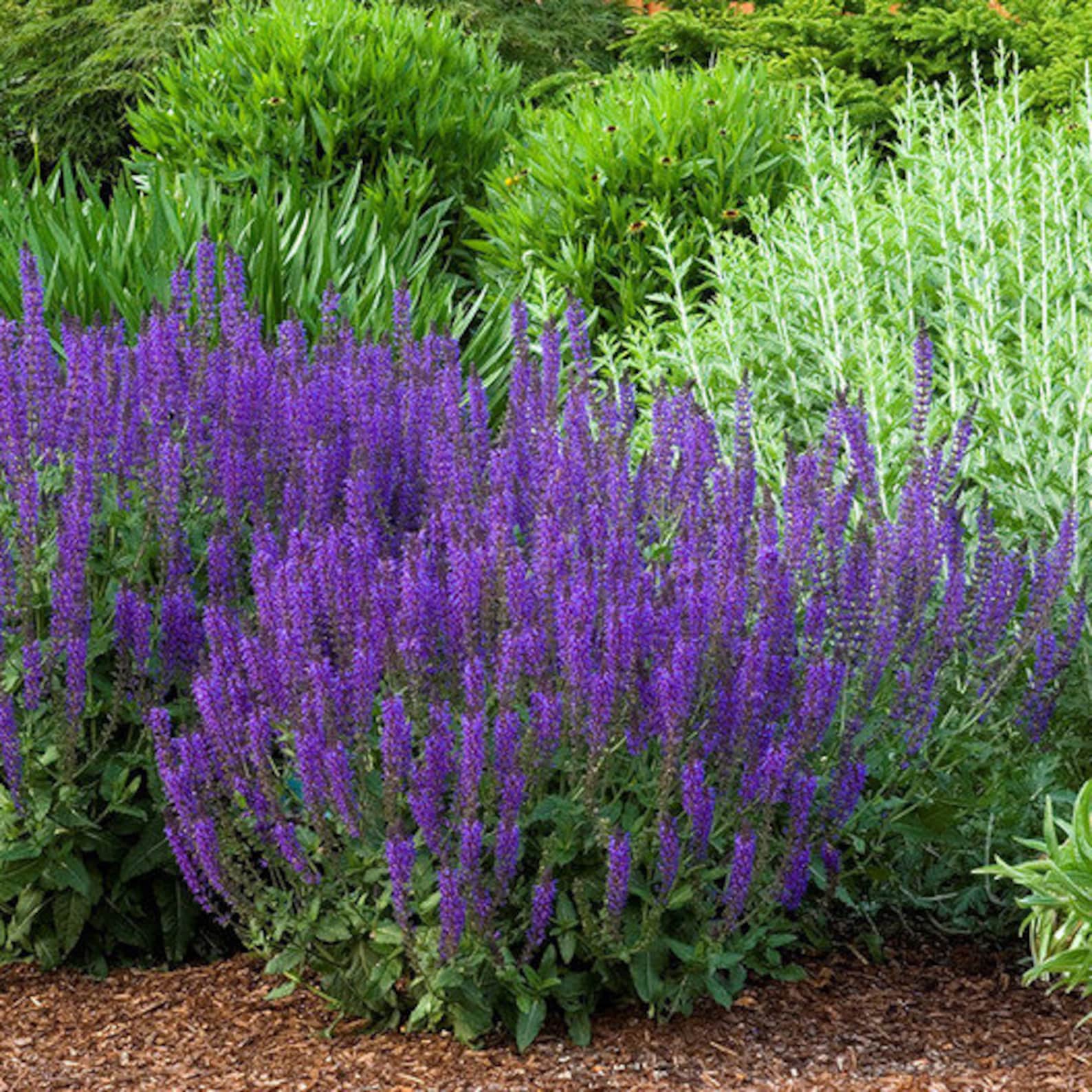 Blue Salvia Plant salvia Pratensis Seeds - Etsy