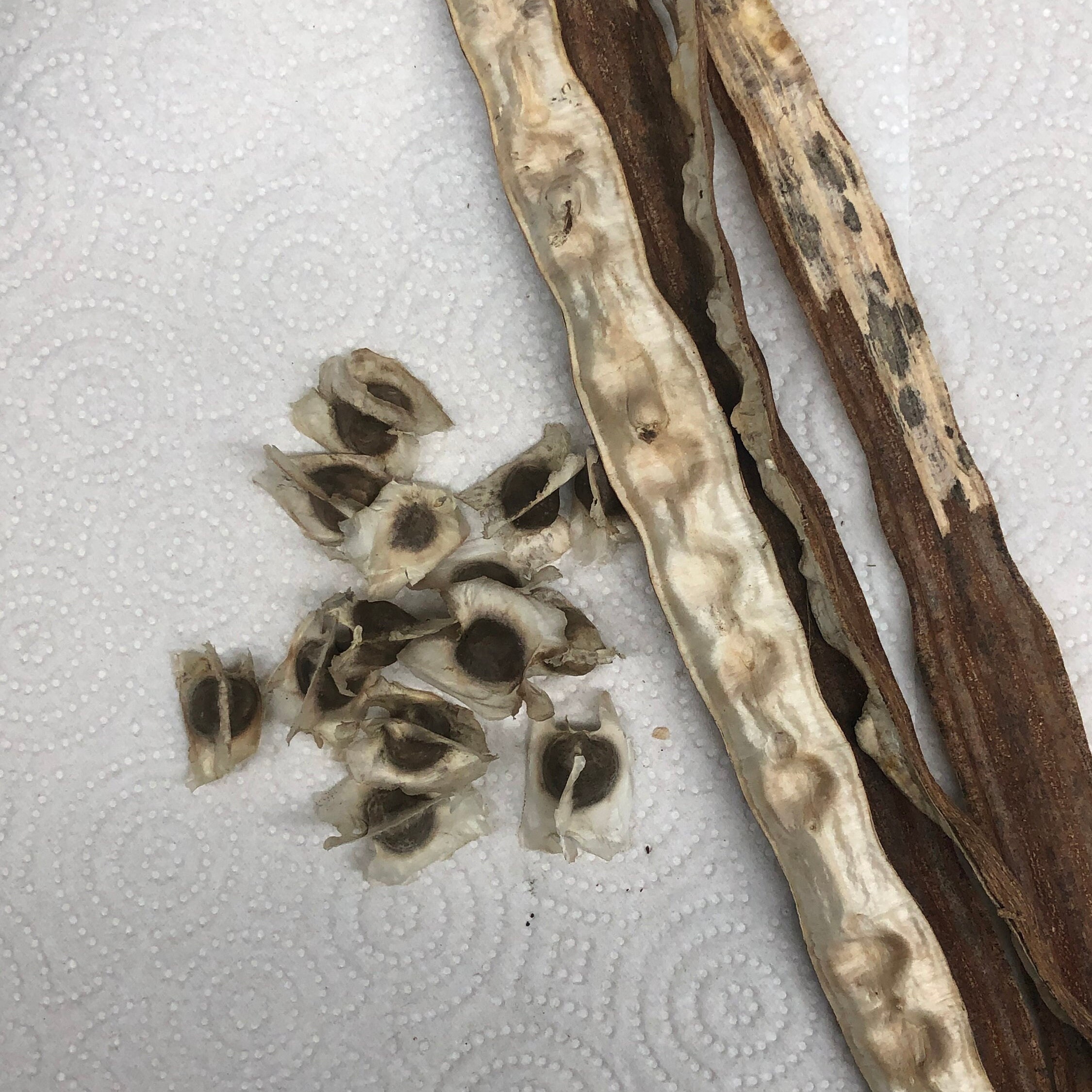 Moringa Drumstick Tree moringa Oleifera Seeds - Etsy